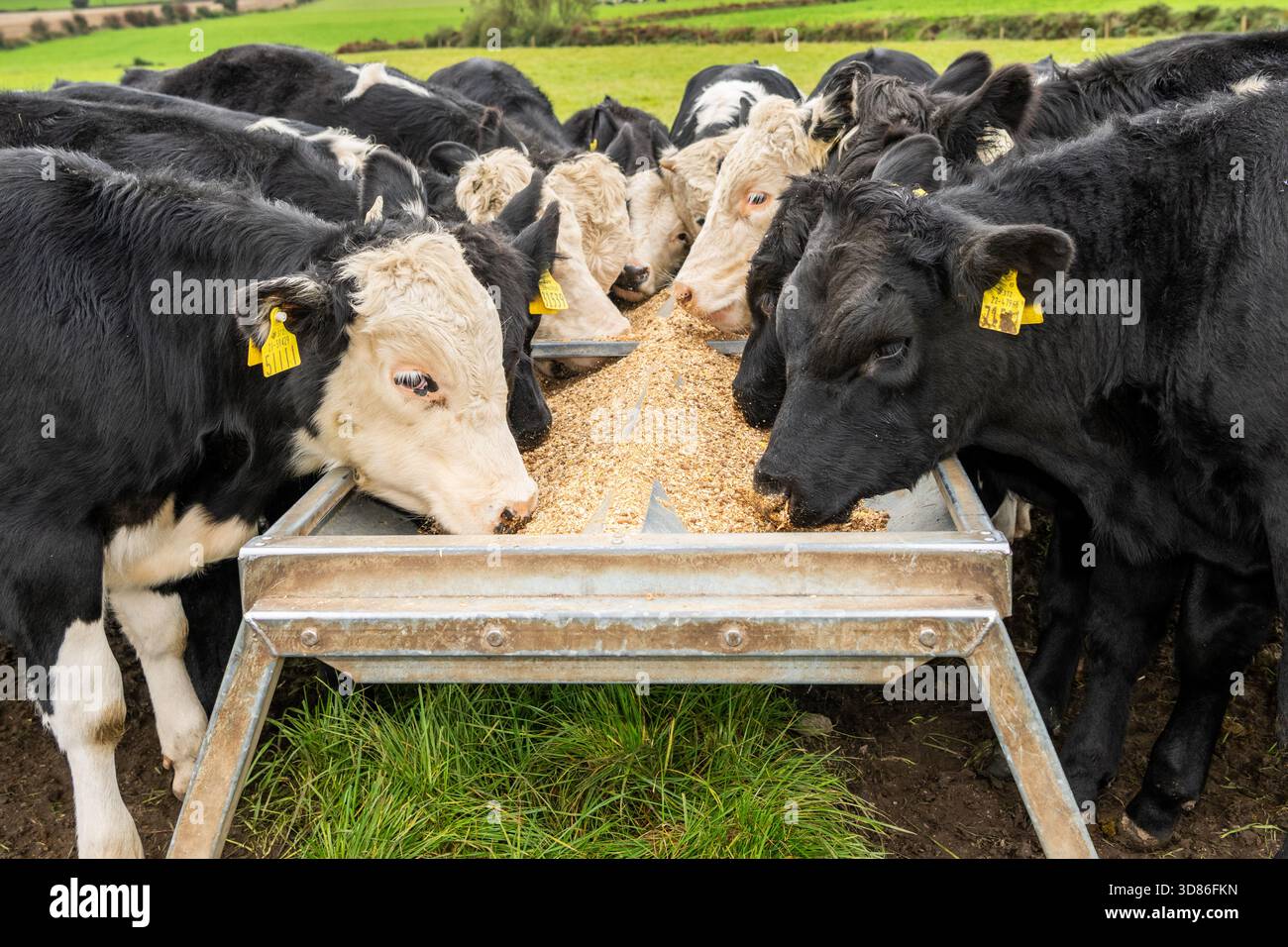 Farming: Beef cattle feeding time on a farm in Ahiohill, West Cork ...