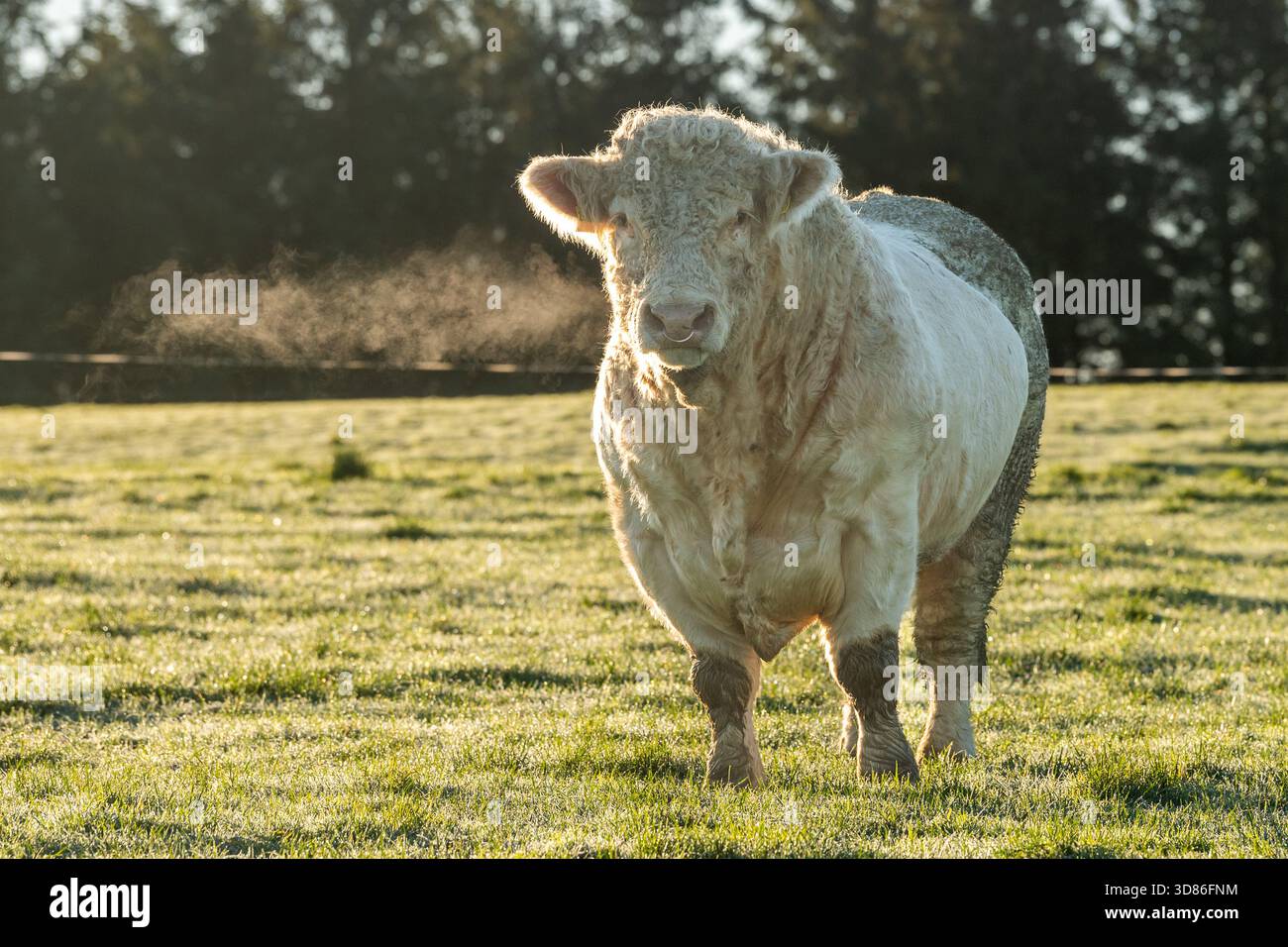 Charolais bull chills out in his frosty field. in Connonagh, West Cork ...