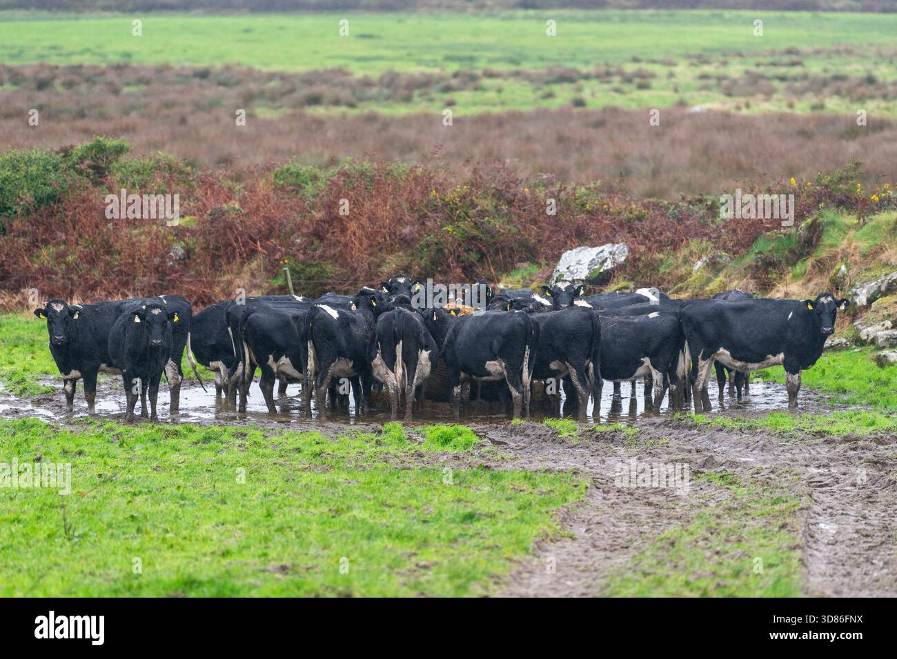 Cows wallowing in a muddy puddle during Storm Claudia in West Cork ...