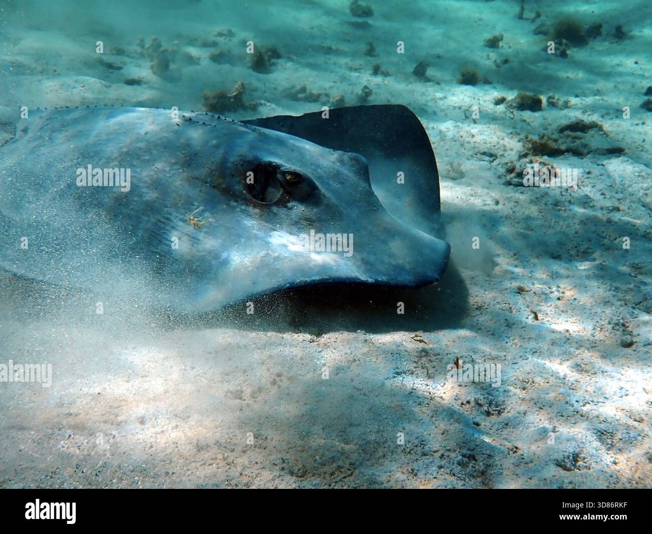 Hypanus hi-res stock photography and images - Alamy
