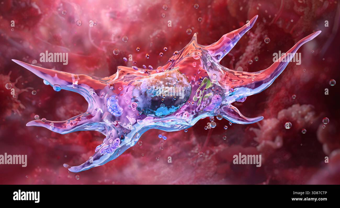 Fibroblast cell, illustration. Essential for tissue repair, collagen ...