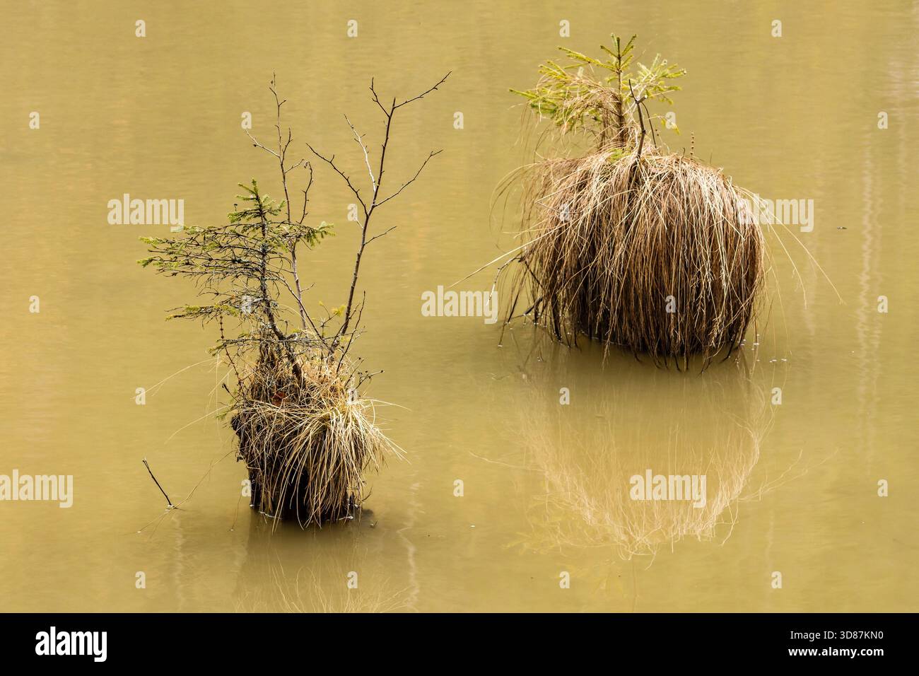 Small clumps of vegetation with trees emerging from still, muddy water ...