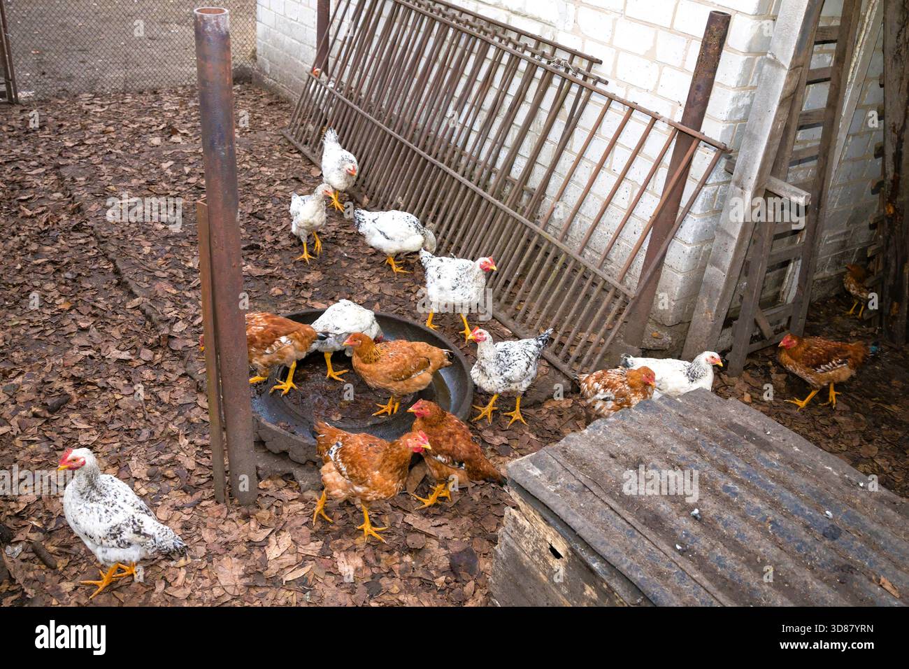 Farm chickens walking outdoors near feeder on rustic ground in ...