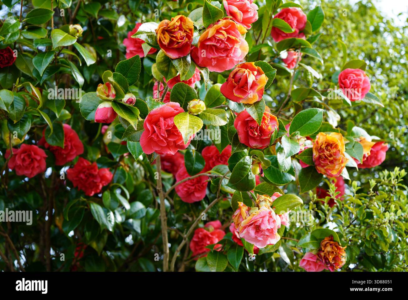 Periodo de floracion hi-res stock photography and images - Alamy
