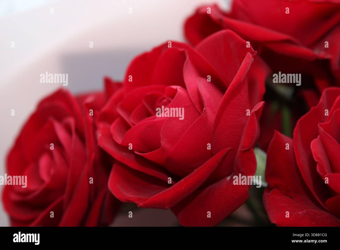 Showcasing small roses hi-res stock photography and images - Alamy