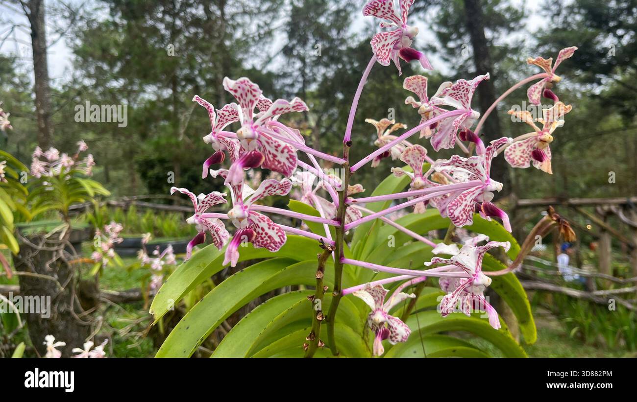 flower Vanda tricolor, tropical vanda orchid species Stock Photo - Alamy