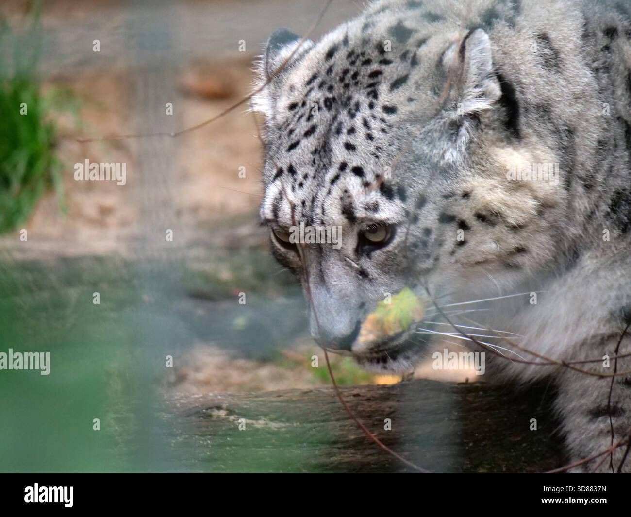 Tiere im Zoo Krefeld auf der Uerdinger Strasse 377 in NRW-Deutschland ...