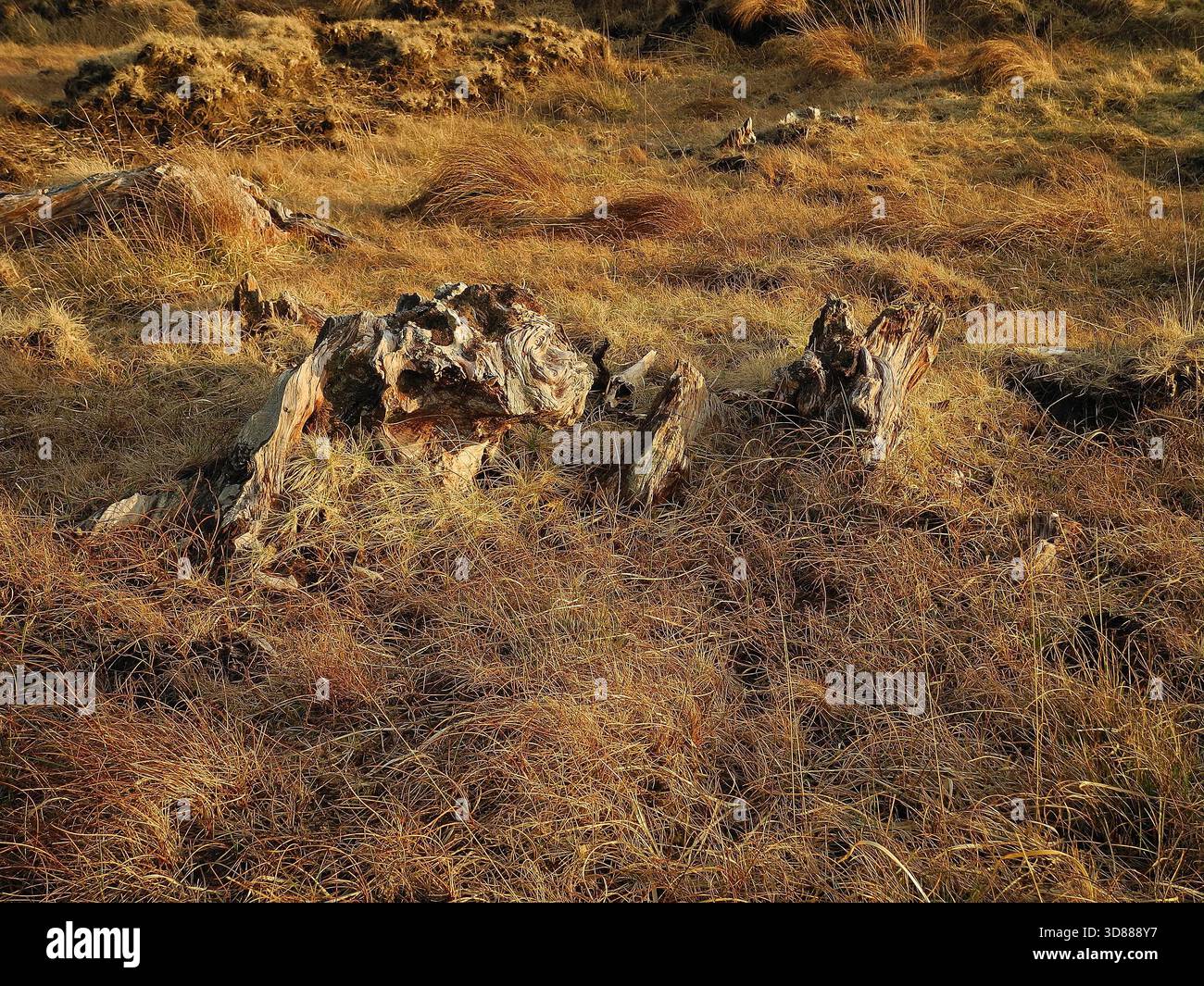 A rotting, decomposing tree stump. The wood surface shows cracks, moss ...