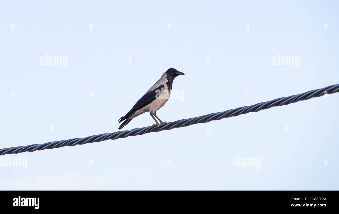 Hooded Crow (Corvus cornix) perched on an electricity cable in a calm ...