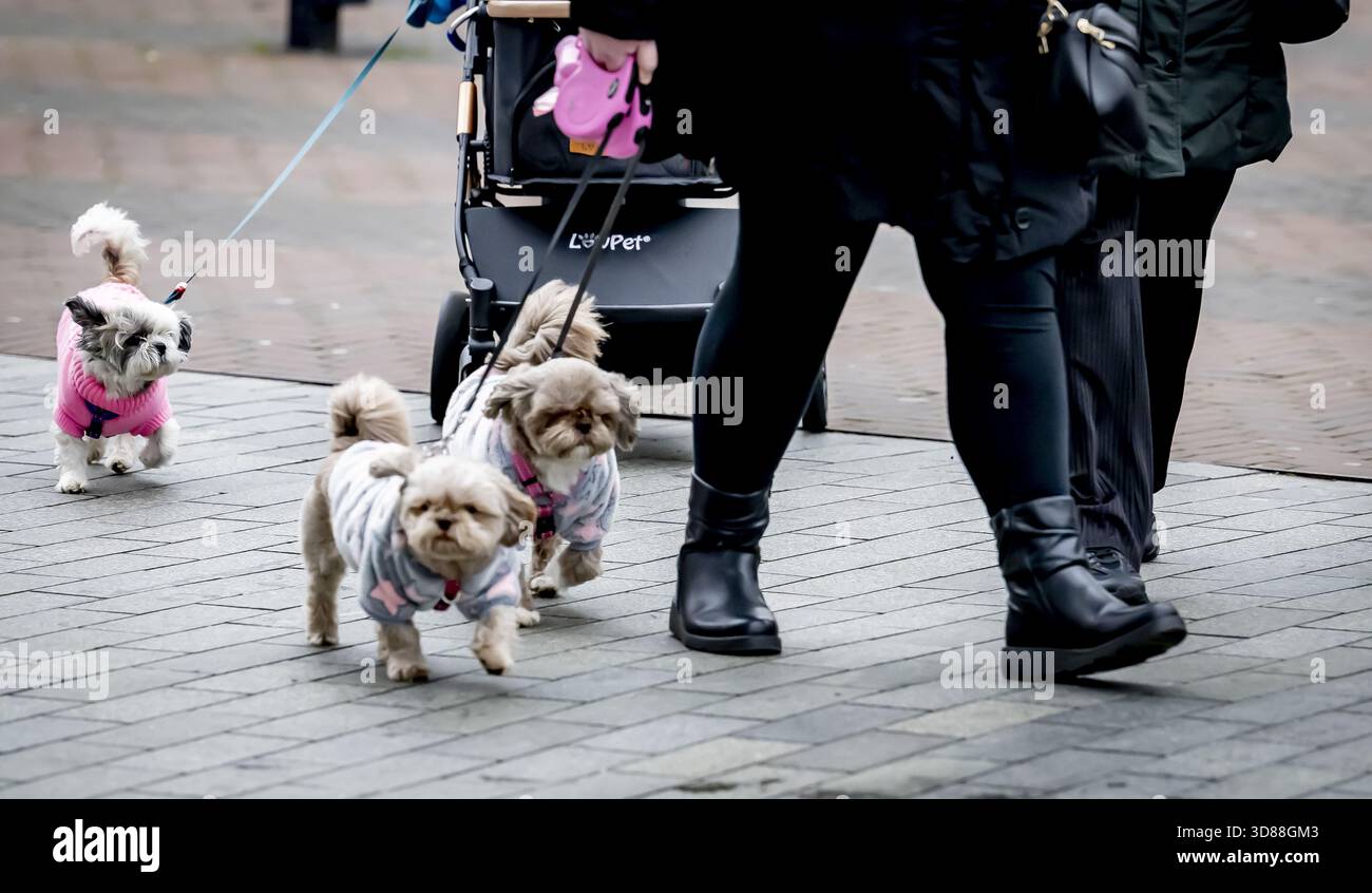 ROTTERDAM - Walking a dog on the street ANP /HOLLANDSE HOOGTE /ROBIN ...