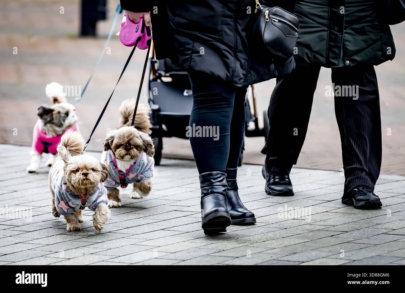 ROTTERDAM - Walking a dog on the street ANP /HOLLANDSE HOOGTE /ROBIN ...