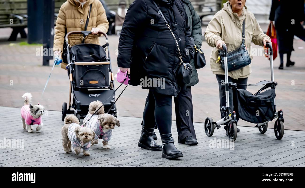 ROTTERDAM - Walking a dog on the street ANP /HOLLANDSE HOOGTE /ROBIN ...