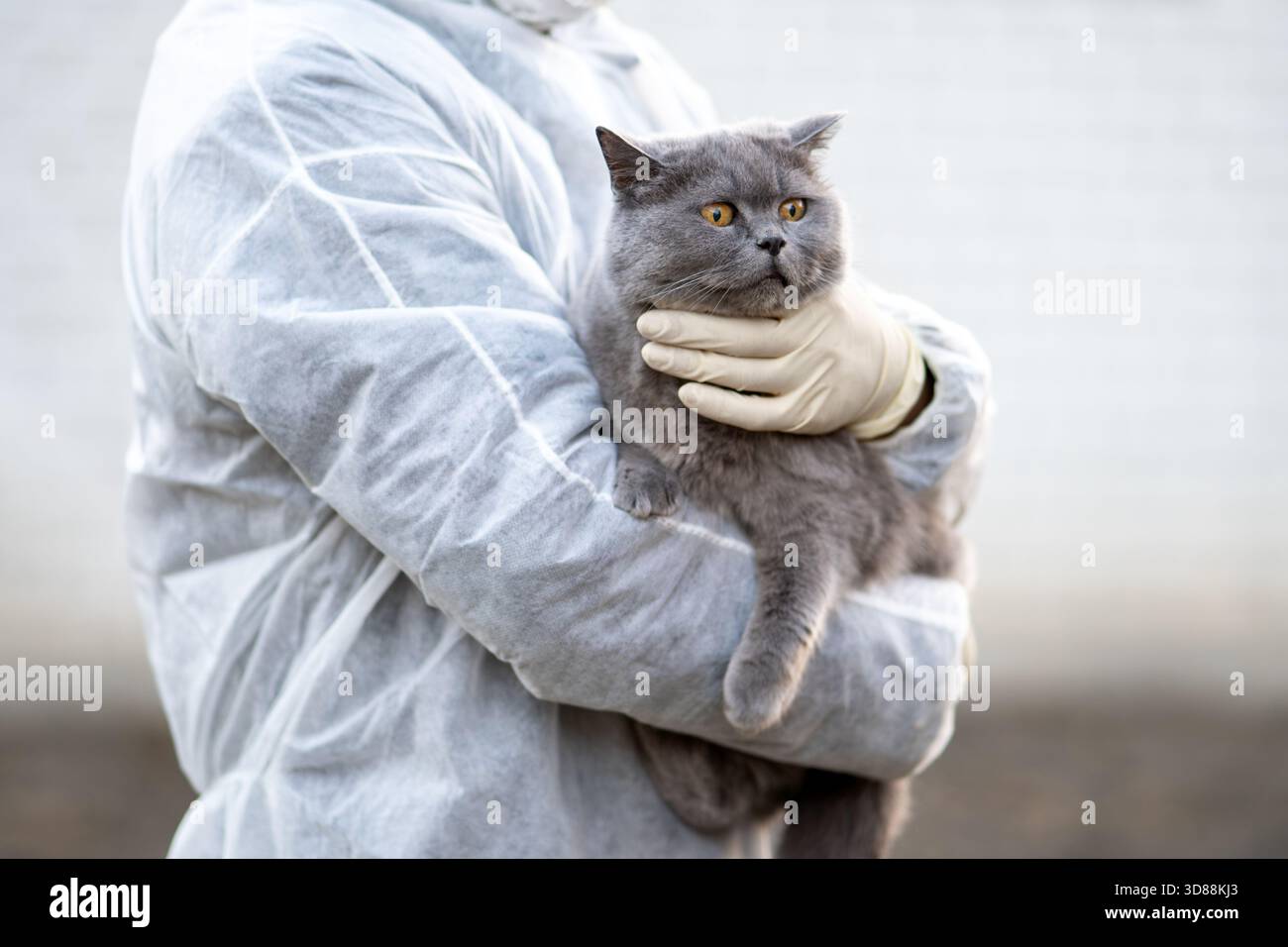 Rabies risk assessment hi-res stock photography and images - Alamy
