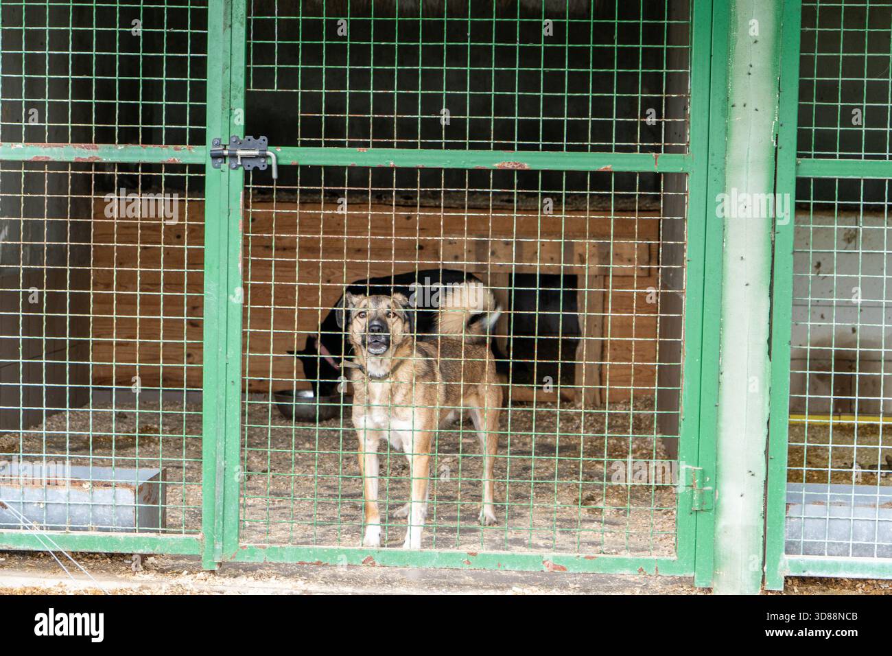 Dogs in an animal enclosure. A dog behind bars is waiting for a ...
