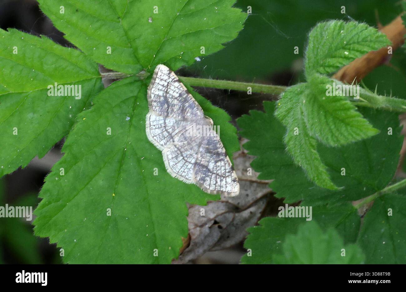 02.05..2024 Sachsen Anhalt Sachsen-Anhalt Insekten Insekt Schmetterling ...