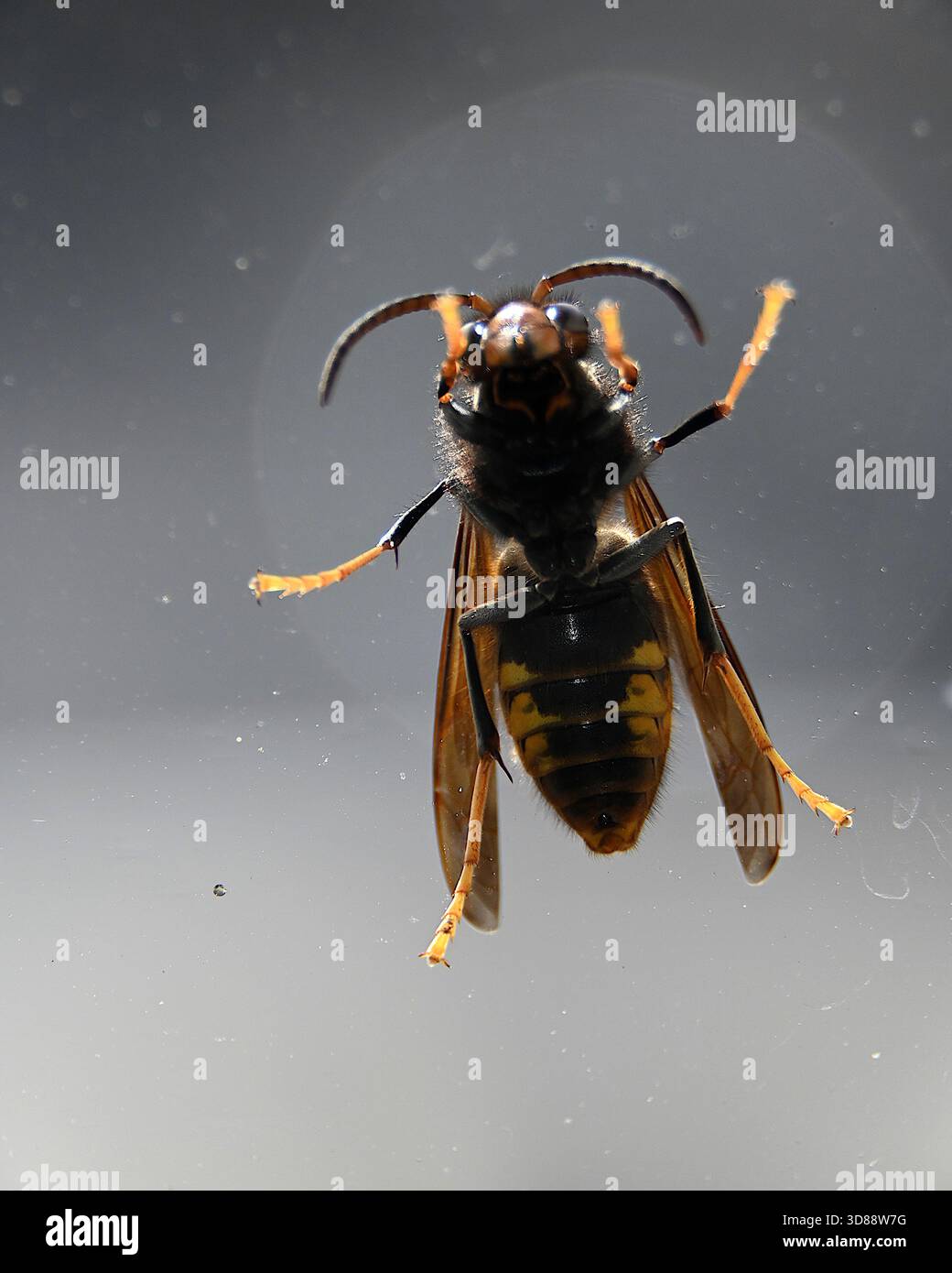 A view of the Asian hornet on a window pane. (Photo by Gerard Bottino ...