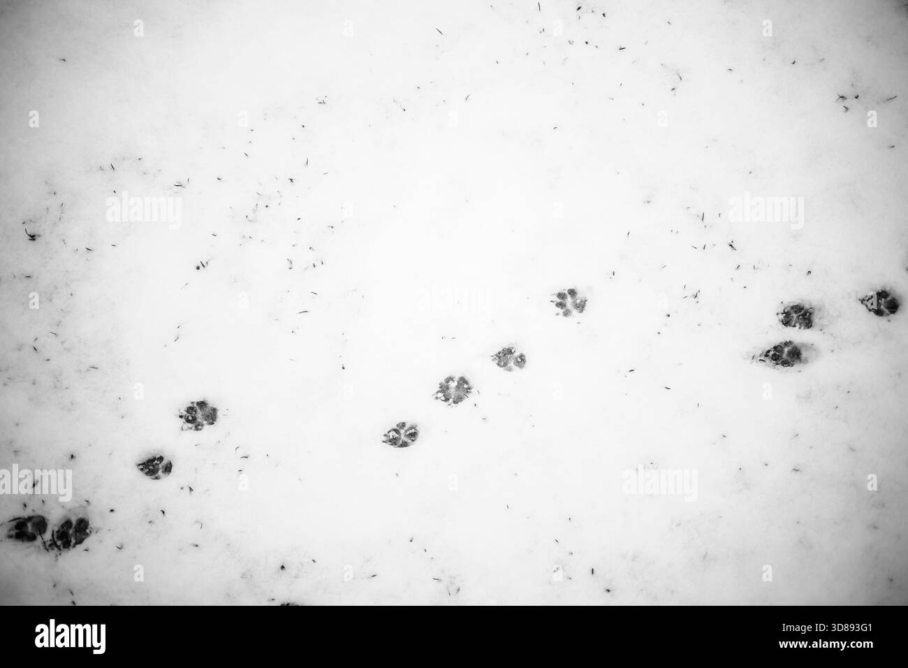 Animal paw prints in fresh white snow captured in a minimalistic winter ...