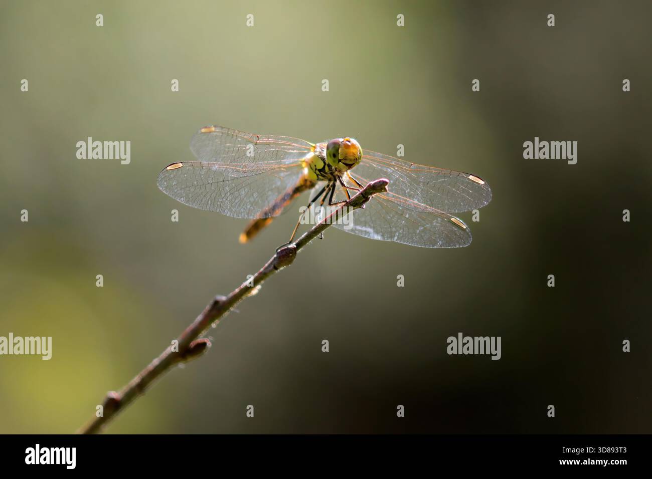 A Common Hawker rests between hunting flights on a twig. The insect is ...