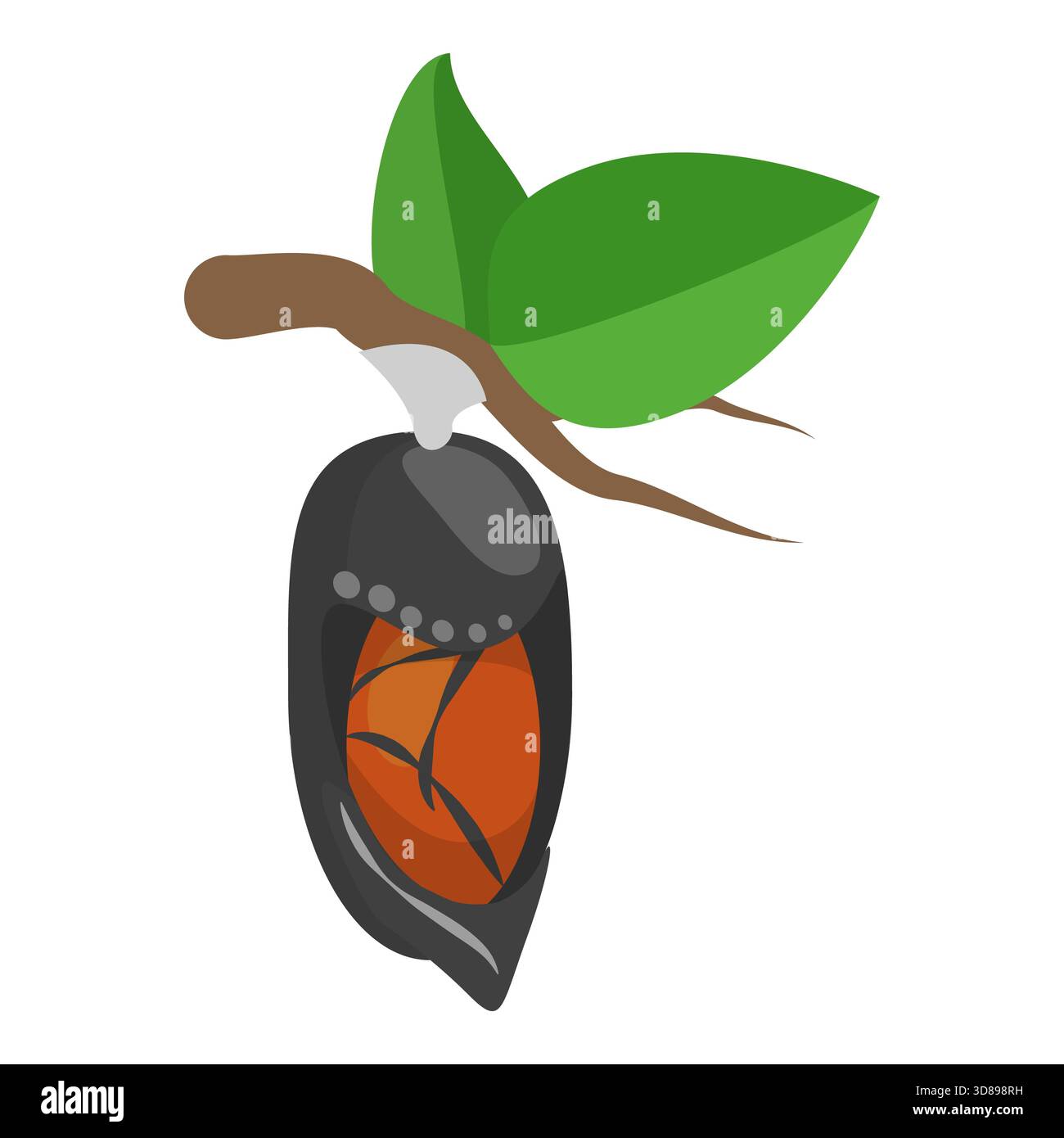 Green 3 stage Cut Out Stock Images & Pictures - Alamy