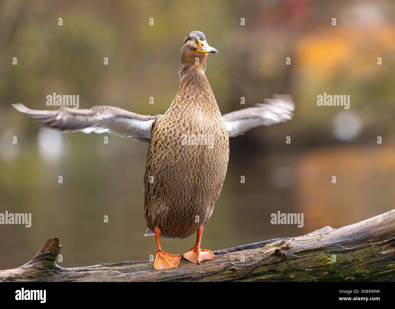 Kidderminster, UK. 29th November, 2025. UK weather: after many days of ...