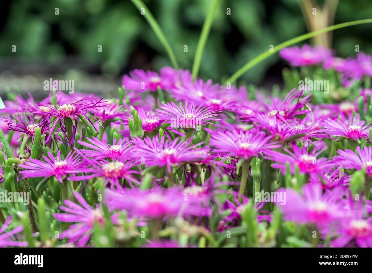 Noon flower south hi-res stock photography and images - Alamy