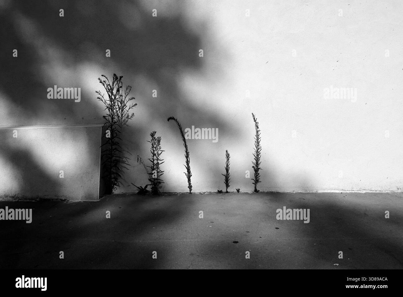 Plant isolated in front Black and White Stock Photos & Images - Alamy