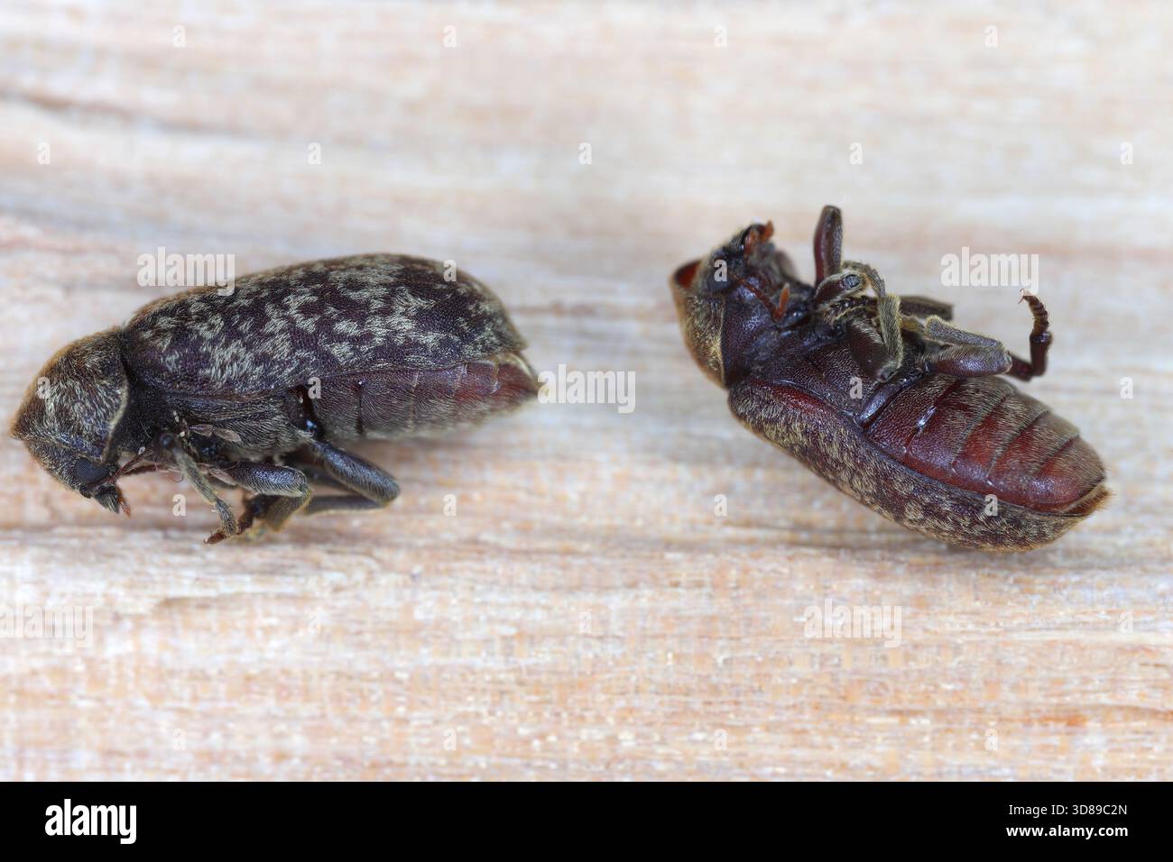 Deathwatch beetle bug hi-res stock photography and images - Alamy
