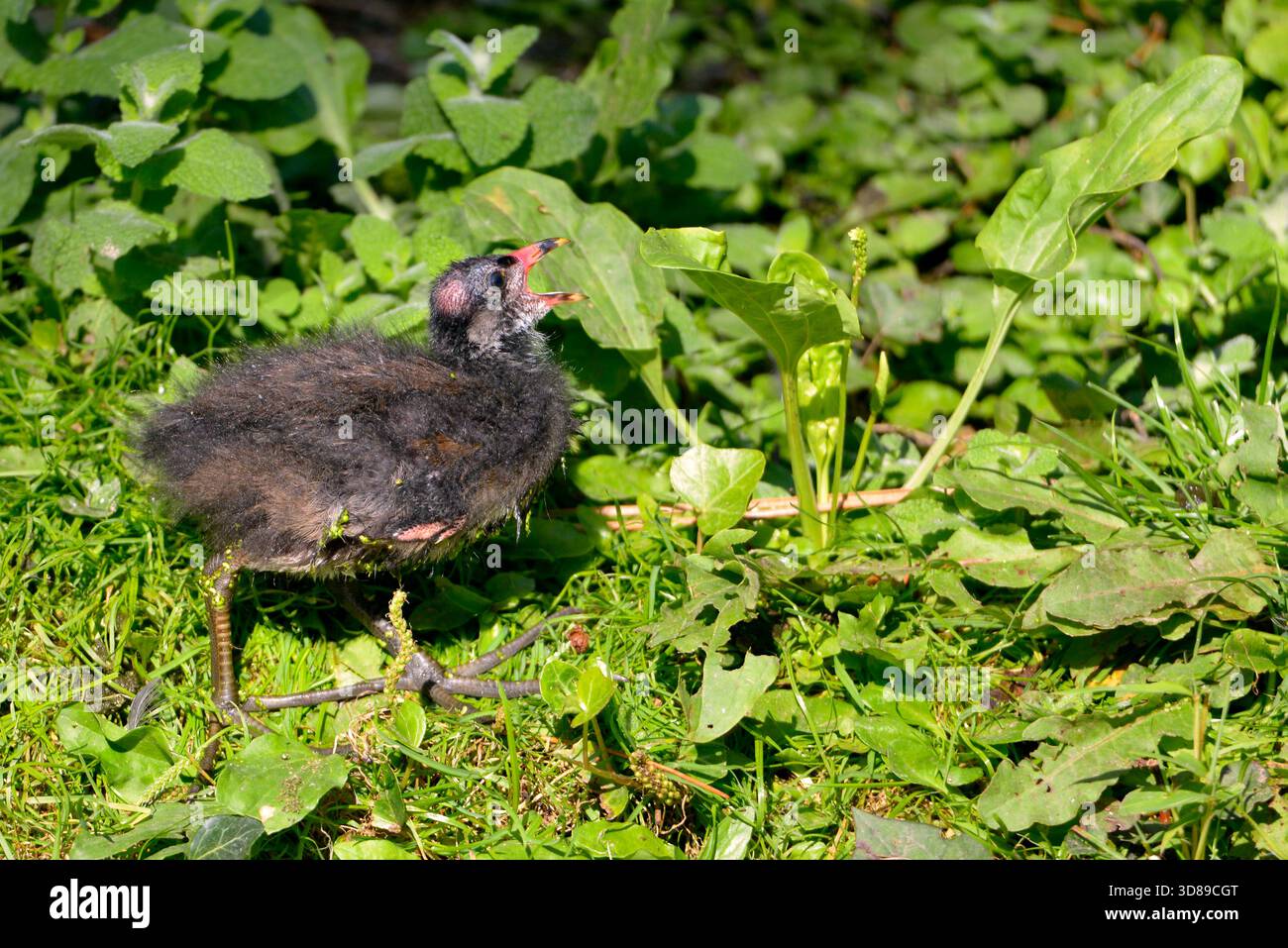 Chick of Eurasian Common Moorhen (Gallinula chloropus) on grass and ...