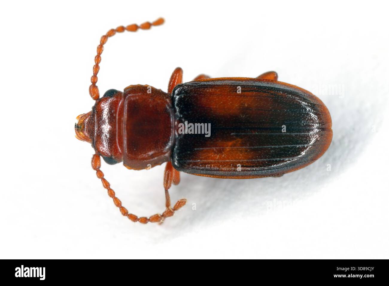 Valuable for wildlife Cut Out Stock Images & Pictures - Alamy