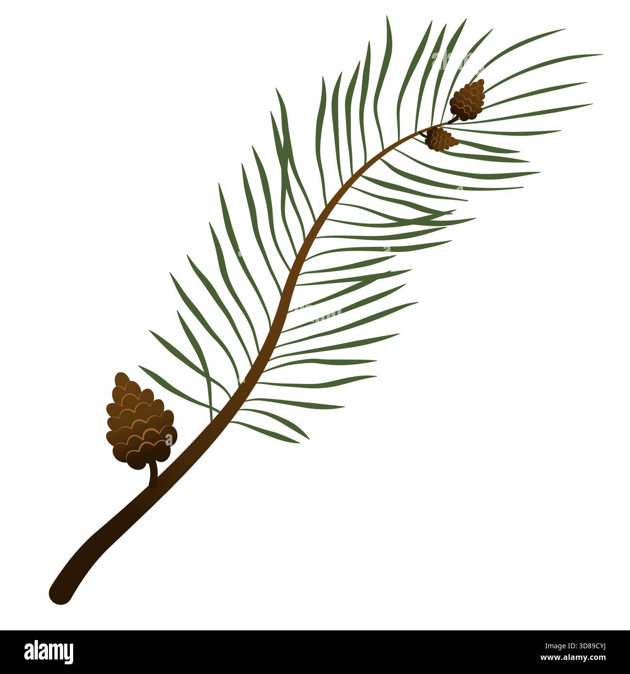 Winter cedar fir leaf Stock Vector Images - Alamy
