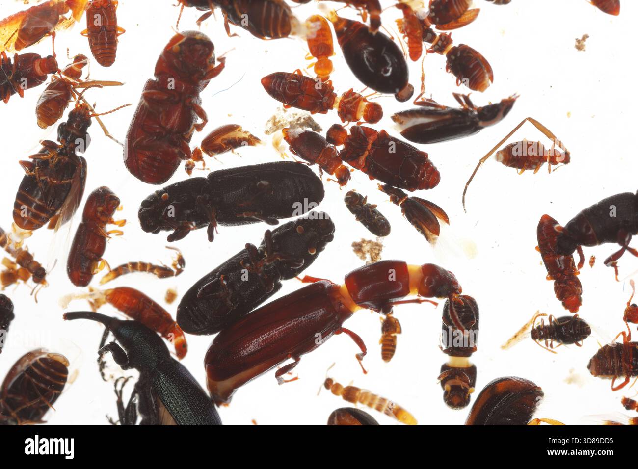 Diversity beetles living in hi-res stock photography and images - Alamy