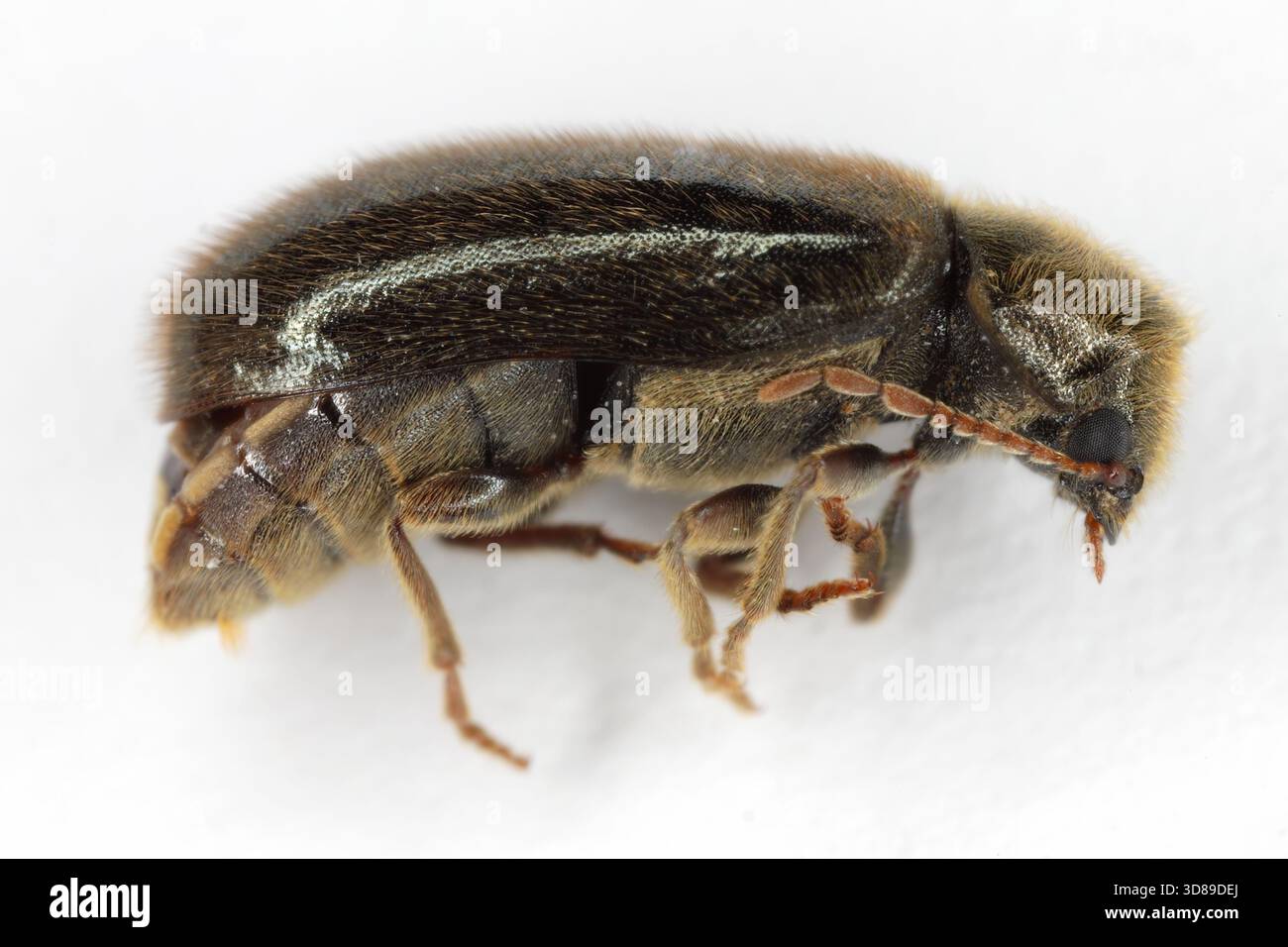 Woodborers hi-res stock photography and images - Alamy