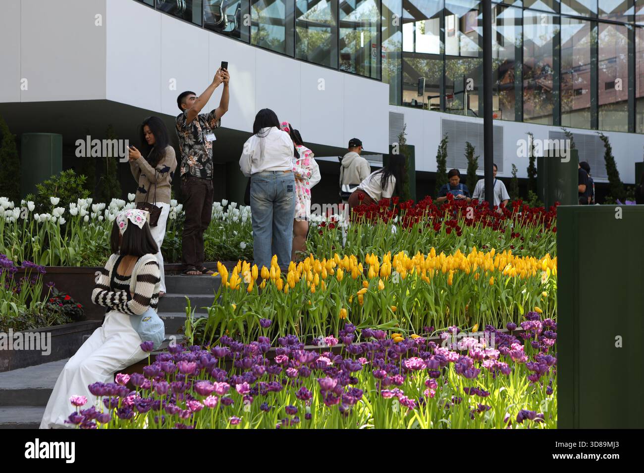 RAYONG, THAILAND November 29, 2025 - Visitors enjoy blooming tulips and ...