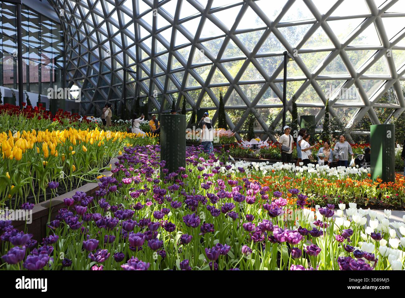 RAYONG, THAILAND November 29, 2025 - Visitors enjoy blooming tulips and ...