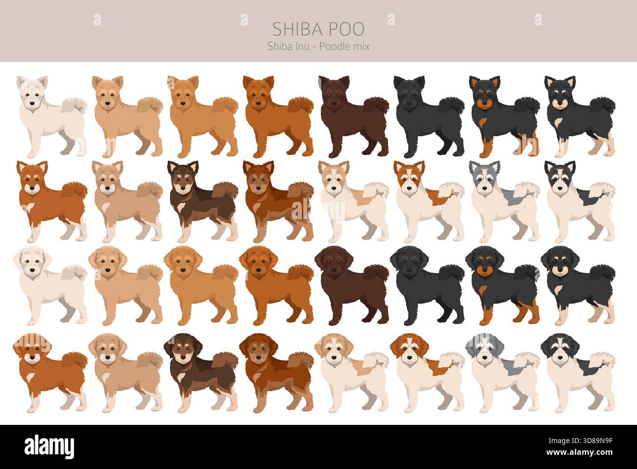 Shiba Poo (Poo Shi) clipart. Shiba Inu Poodle mix. Different coat ...