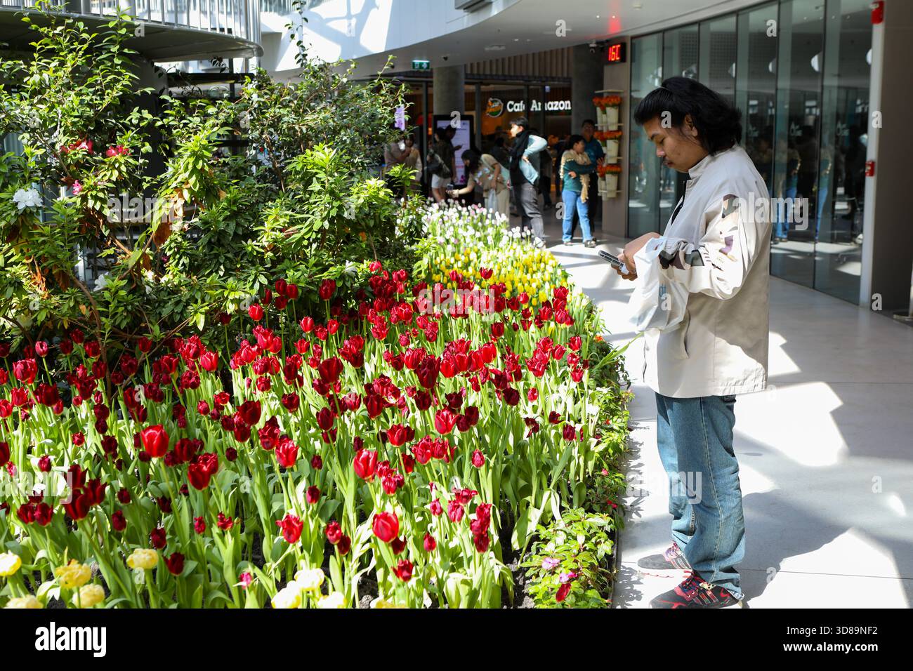 RAYONG, THAILAND November 29, 2025 - Visitors enjoy blooming tulips and ...