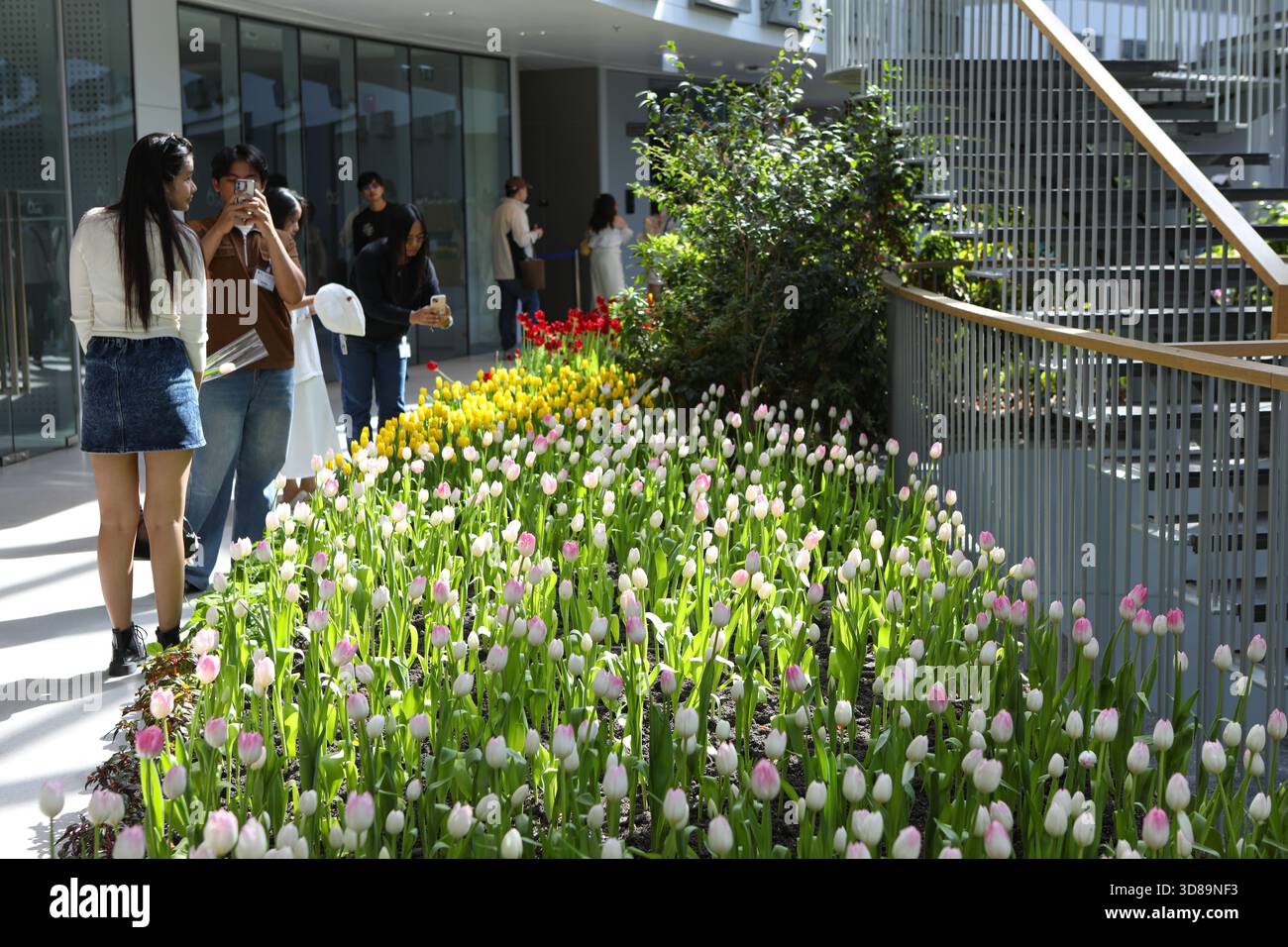 RAYONG, THAILAND November 29, 2025 - Visitors enjoy blooming tulips and ...