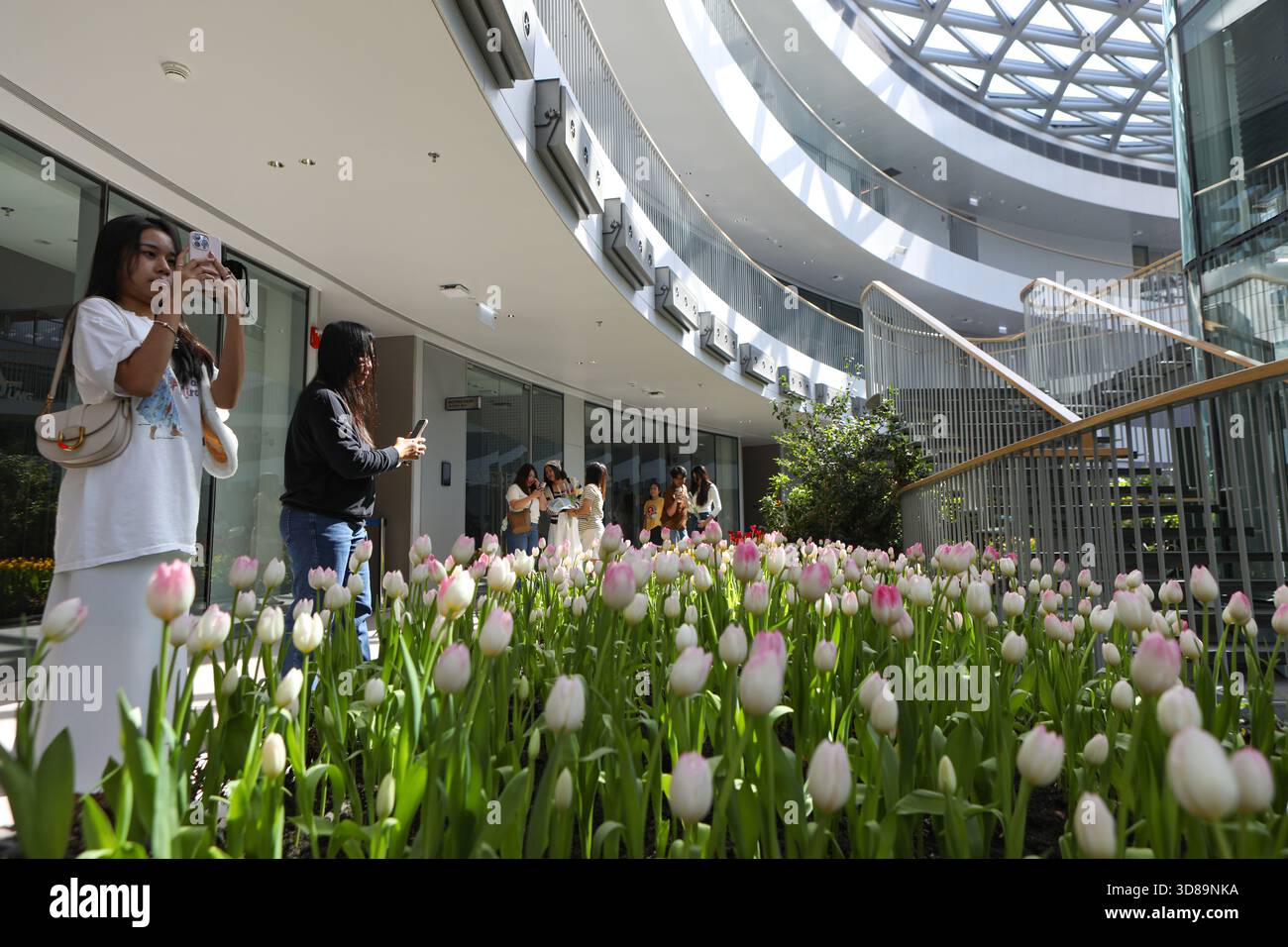 RAYONG, THAILAND November 29, 2025 - Visitors enjoy blooming tulips and ...