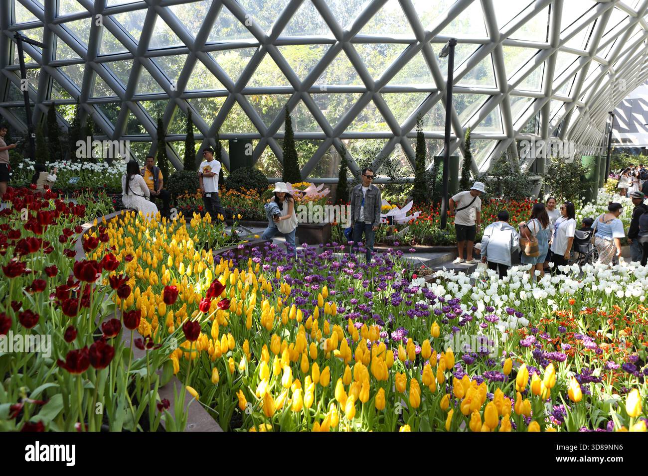 RAYONG, THAILAND November 29, 2025 - Visitors enjoy blooming tulips and ...