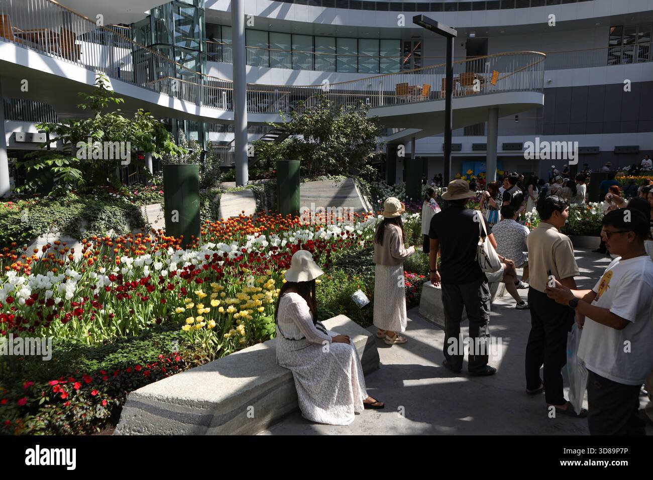 RAYONG, THAILAND November 29, 2025 - Visitors enjoy blooming tulips and ...