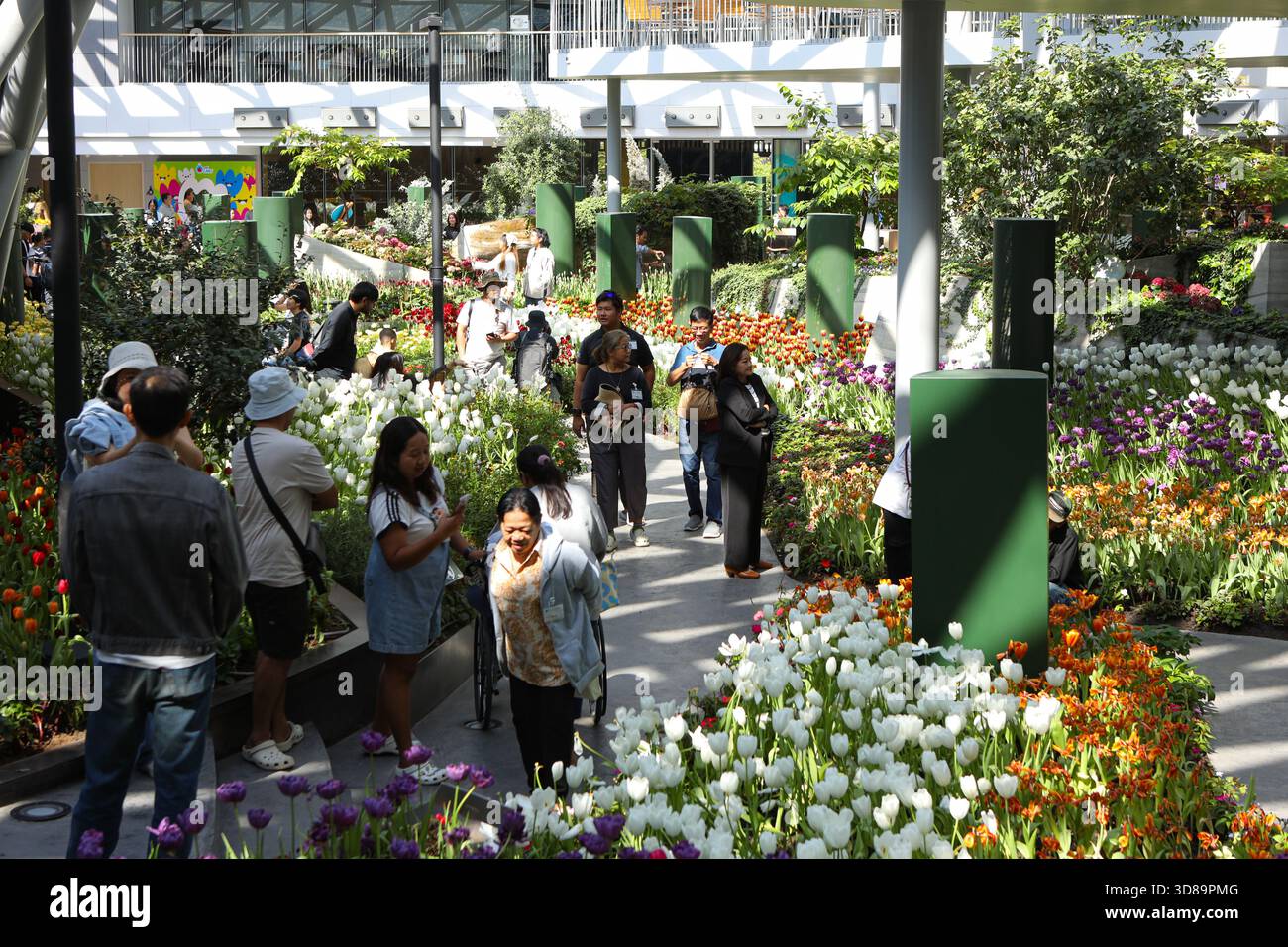 RAYONG, THAILAND November 29, 2025 - Visitors enjoy blooming tulips and ...
