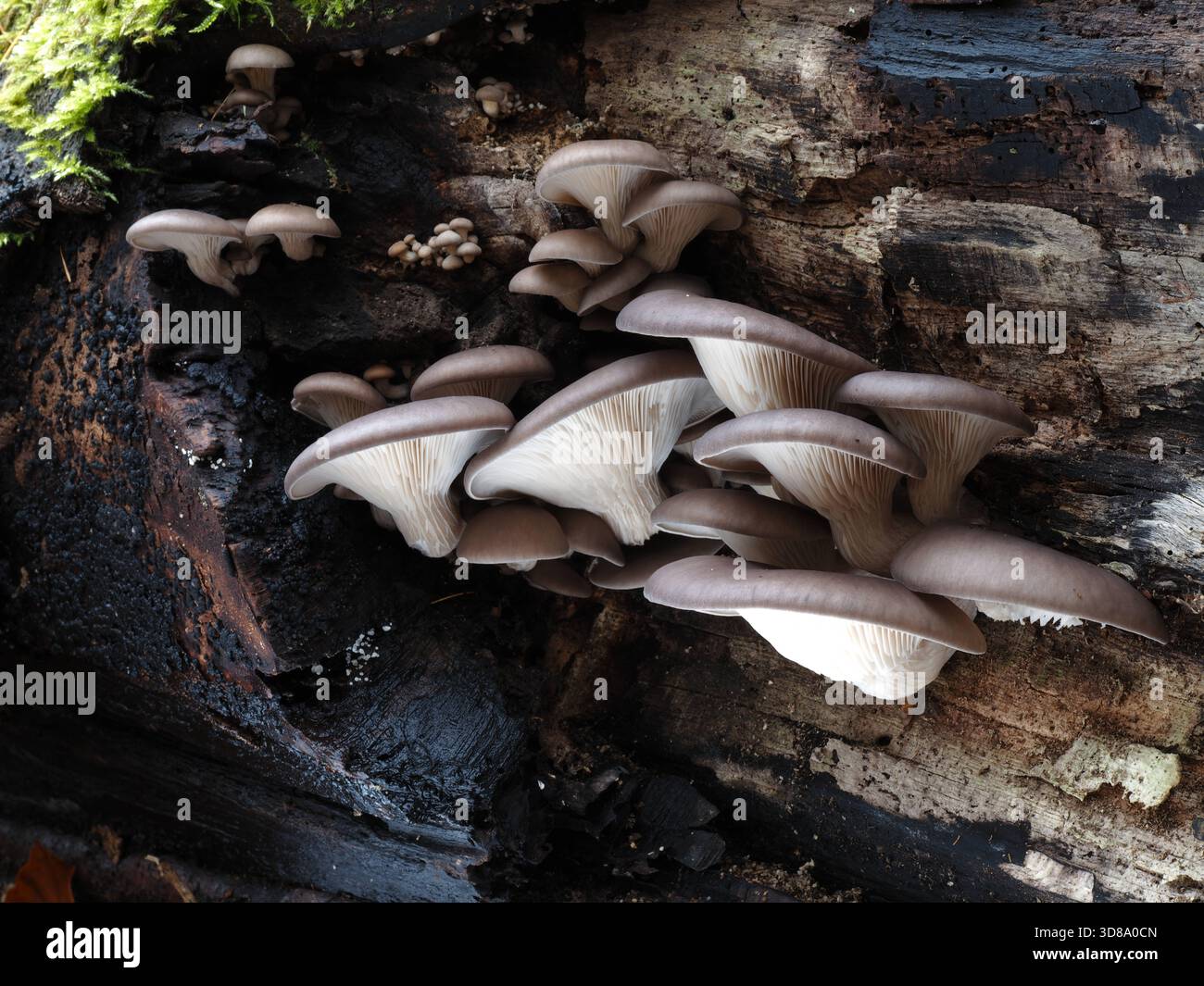 Austernseitlinge, Pleurotus ostreatus an liegendem Buchenstamm ...