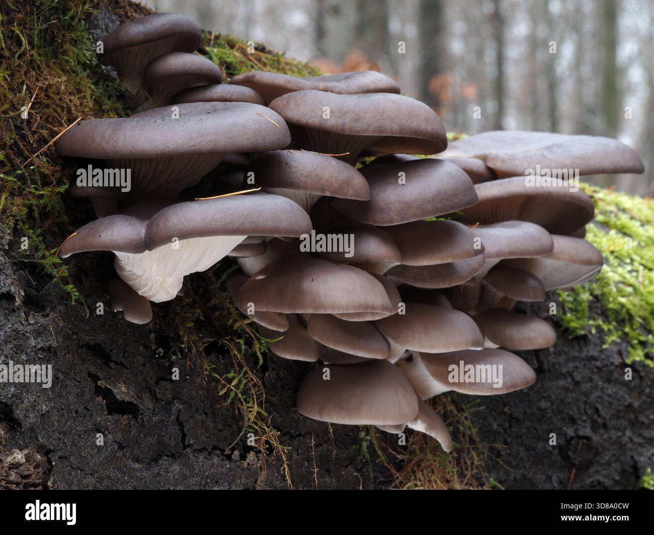 Austernseitlinge, Pleurotus ostreatus an liegendem Buchenstamm ...