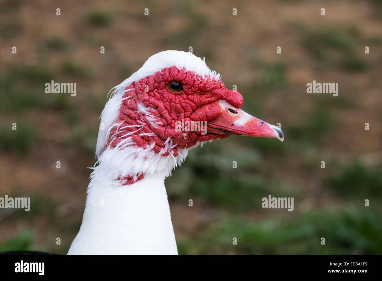 Muscovy duck head close up profile showing white plumage and ...