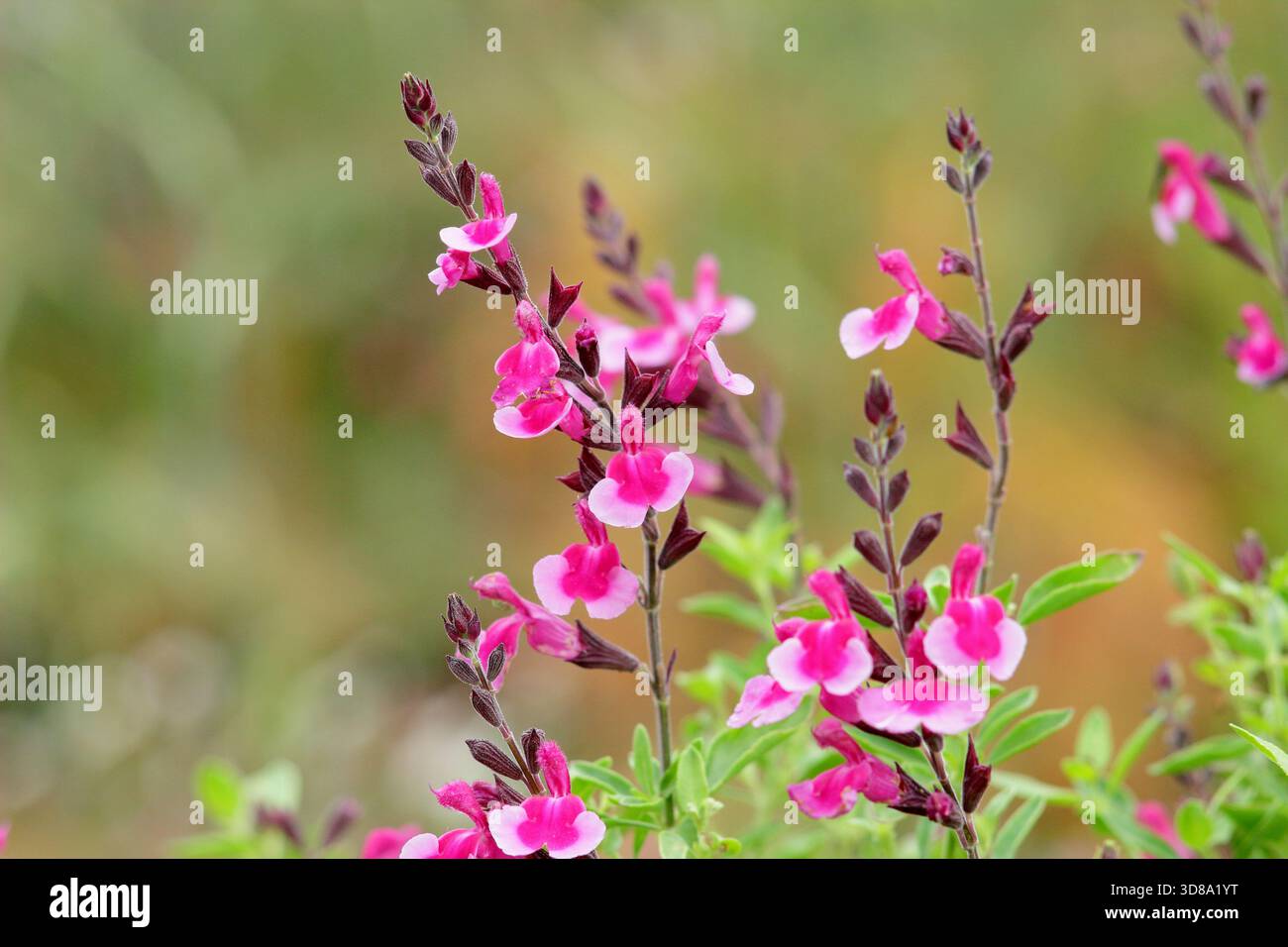 Salvia greggii 'Icing Sugar', also called autumn sage 'Icing Sugar ...