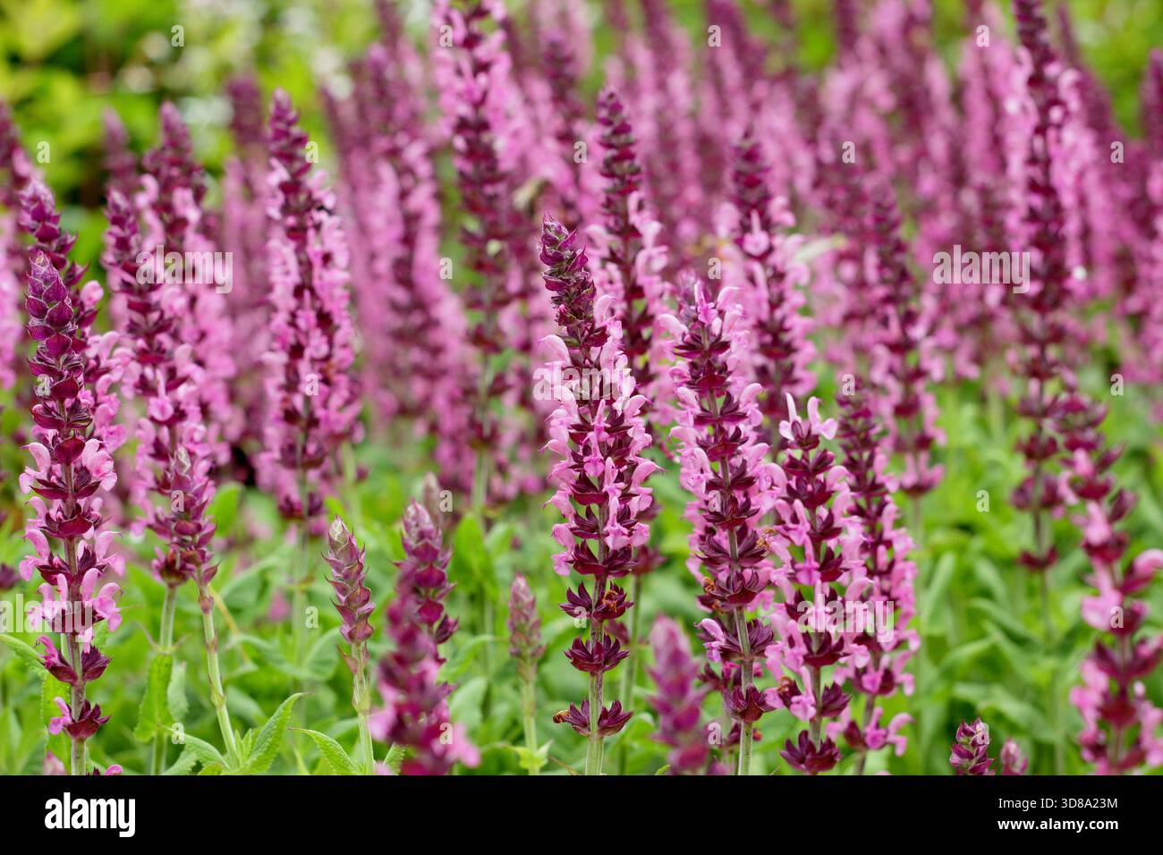 Salvia nemorosa Sensation Medium Deep Rose, bushy perennial with dense ...