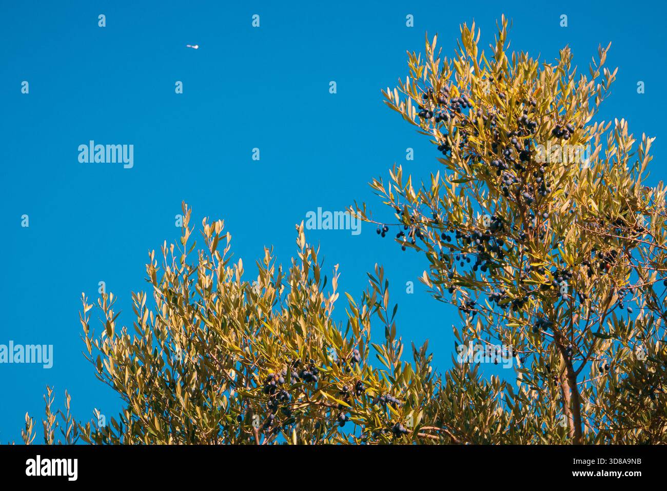 Olive branches leaves from hi-res stock photography and images - Alamy