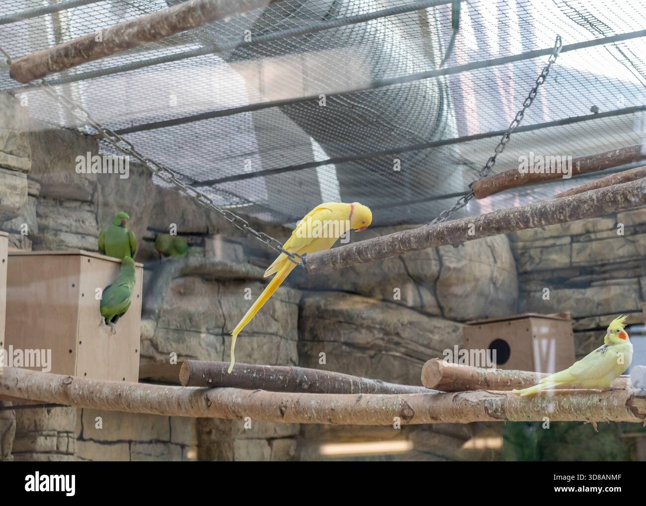 The photograph shows a yellow color mutation of an Indian ringneck ...
