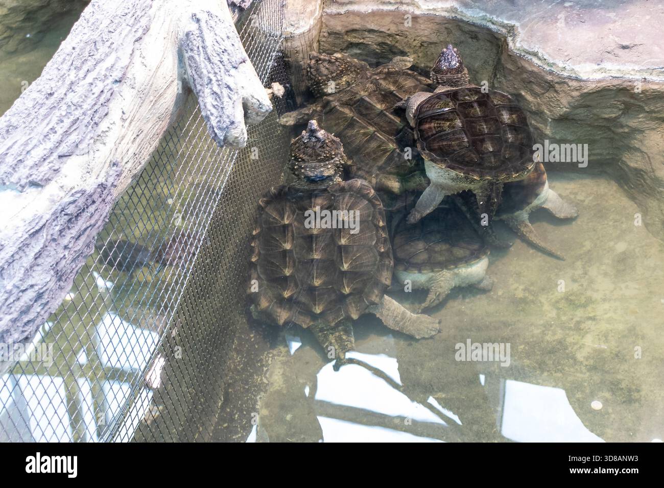 The image features several alligator snapping turtles Stock Photo - Alamy
