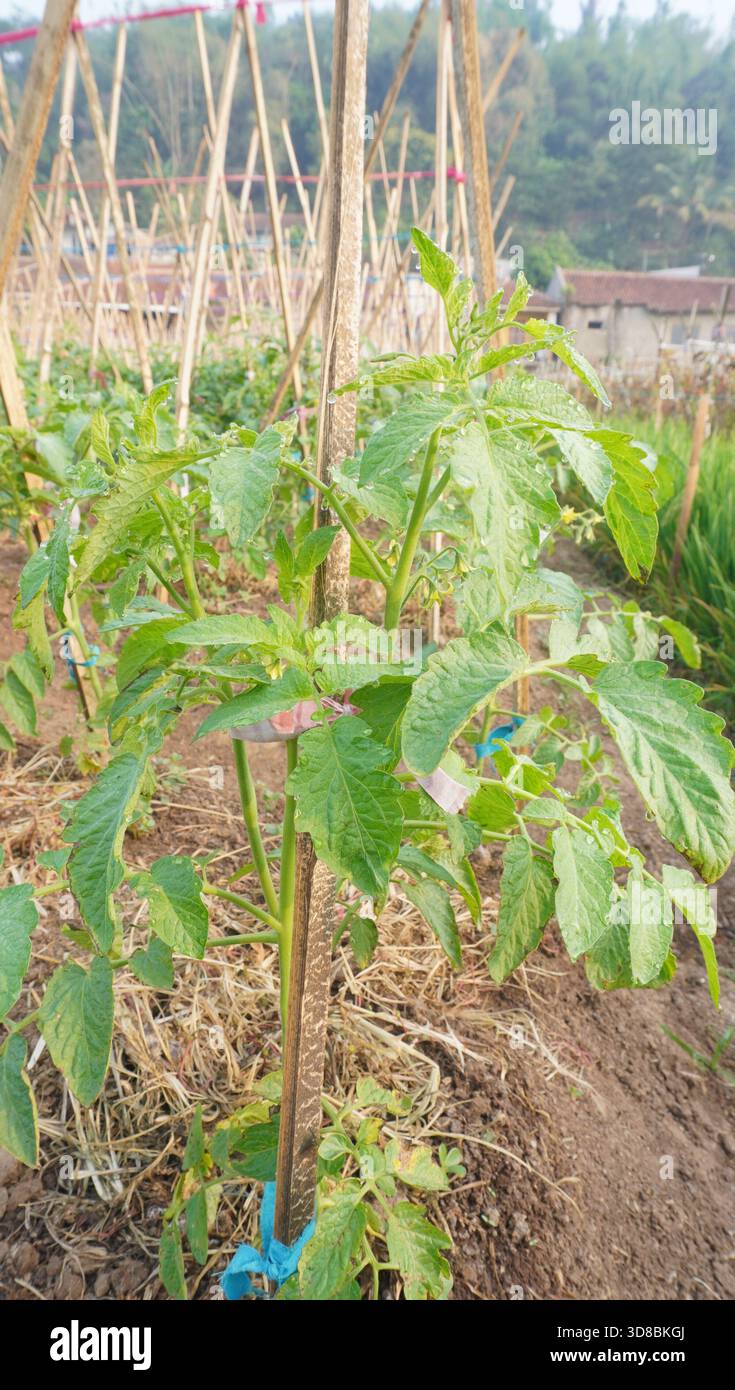 Young tomatoes seedling plant hi-res stock photography and images - Alamy